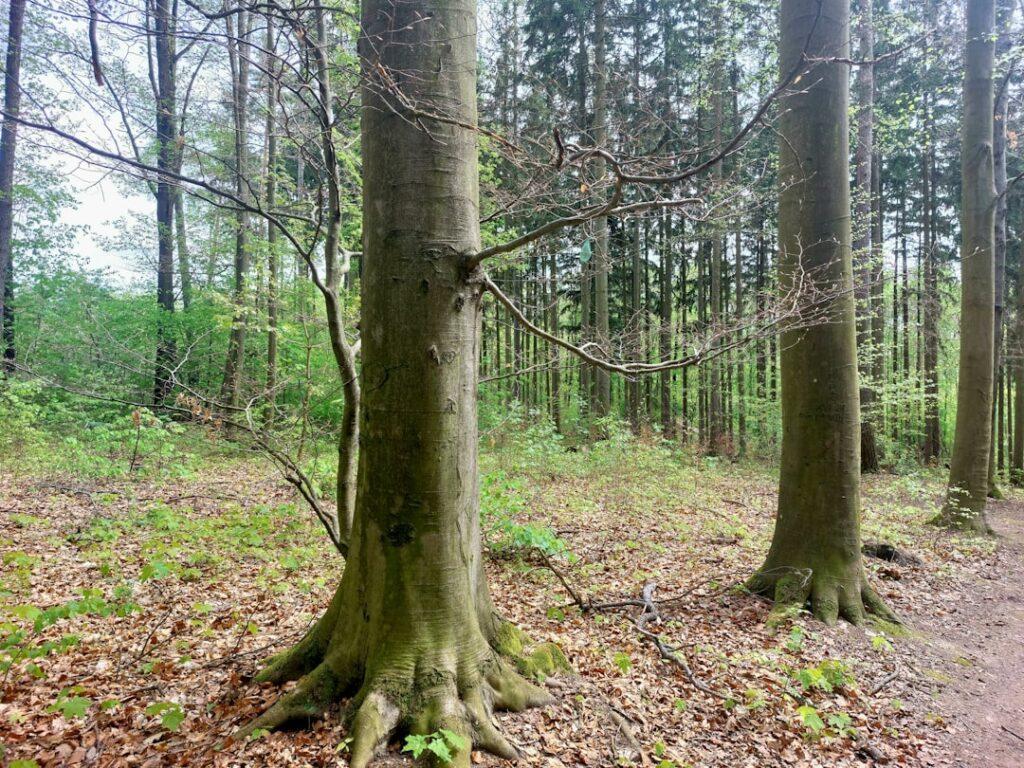 Le Test de l’Arbre : Plongée dans la Méthode de Karl Koch